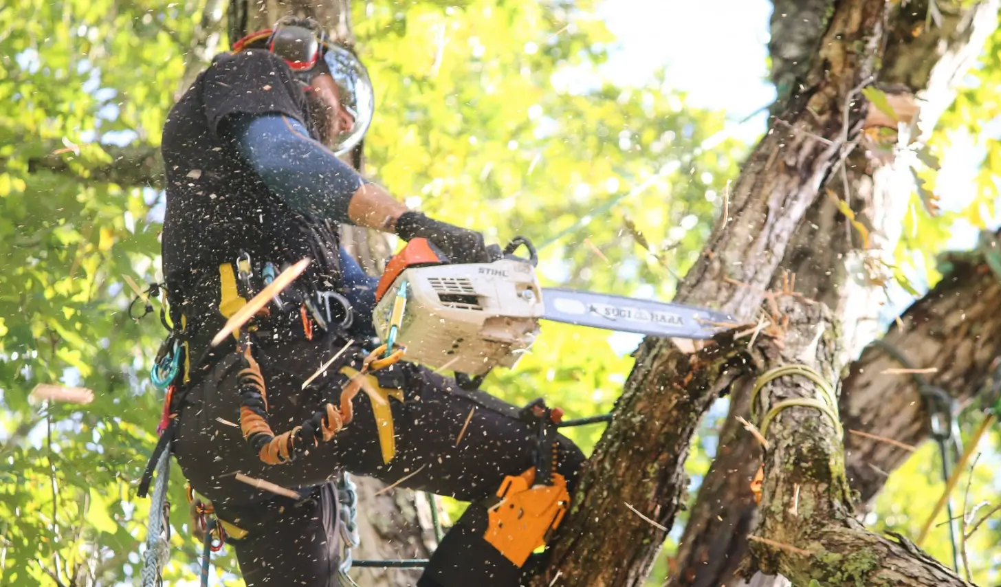 Topping: Unethical Practice | Blue Oak Affordable Tree Solutions
